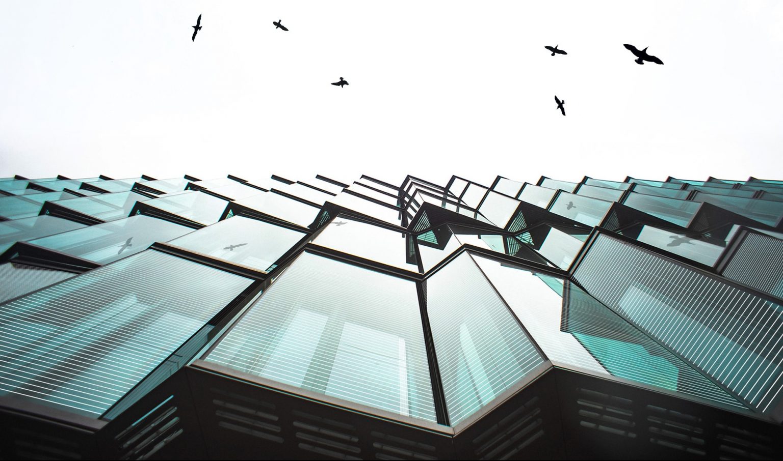 The Benefits of Bird-Safe Glass | Surface Products