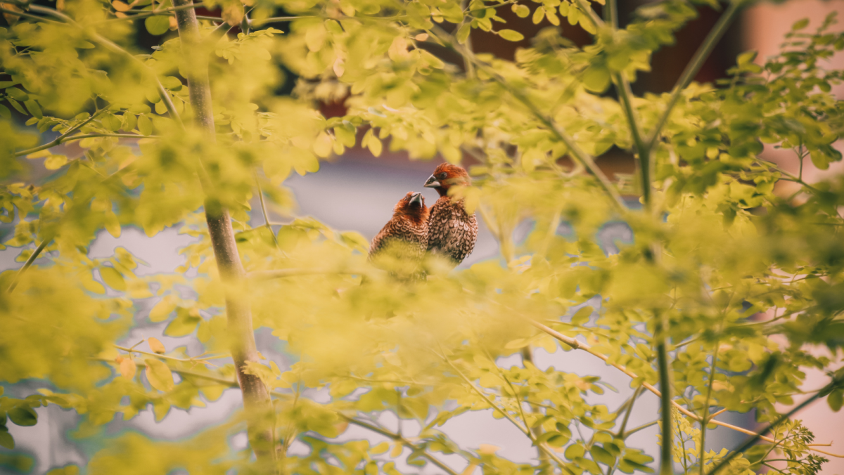 The Benefits of Bird-Safe Glass | Surface Products